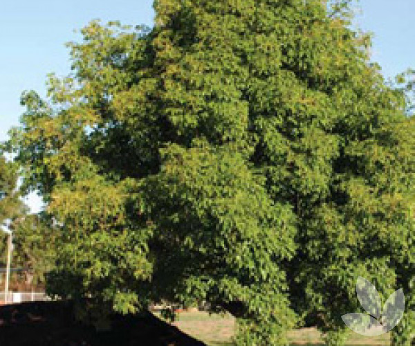 Bella Pink Brachychiton - Speciality Trees